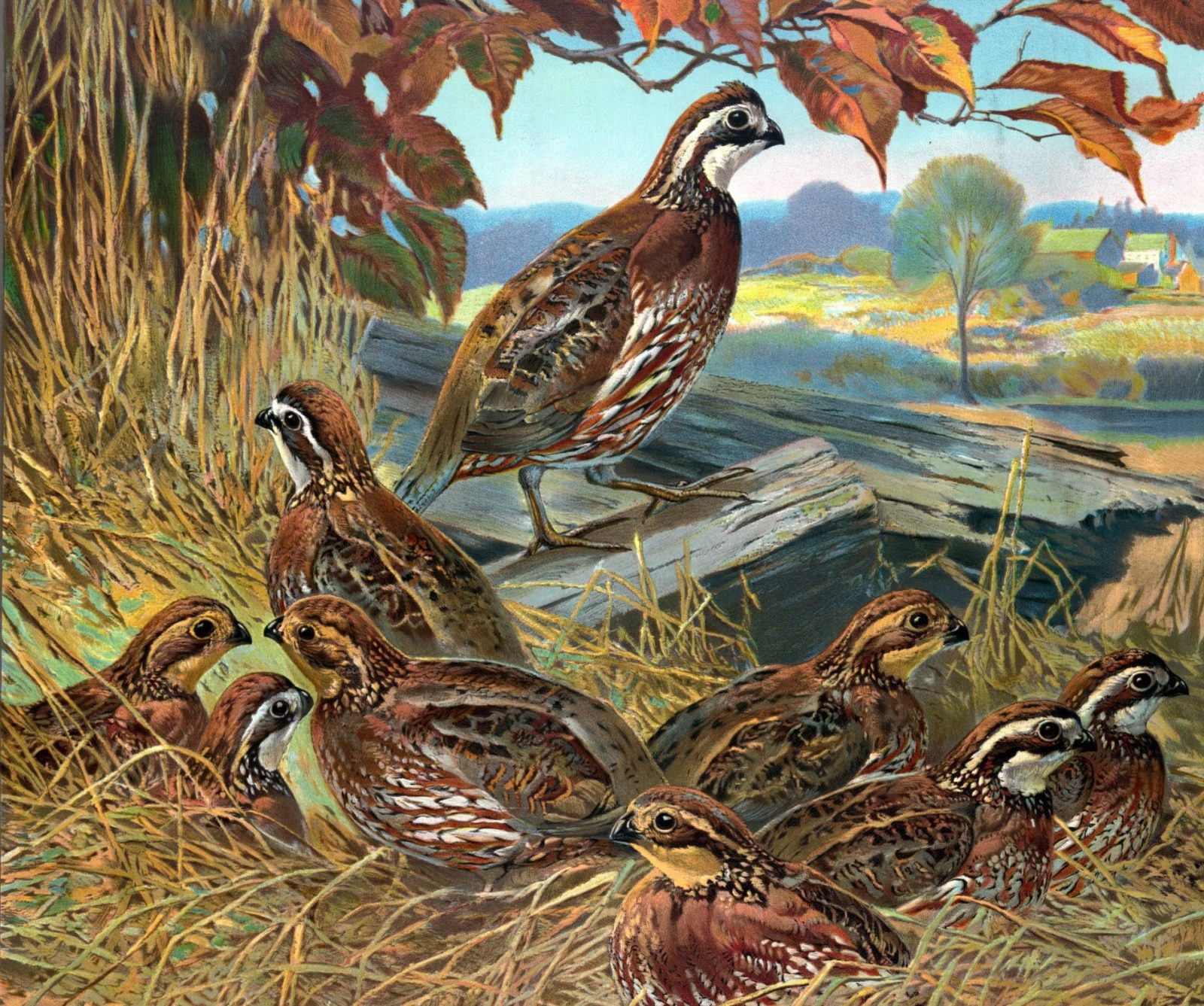 birds-nesting – Nusach Hari B'nai Zion